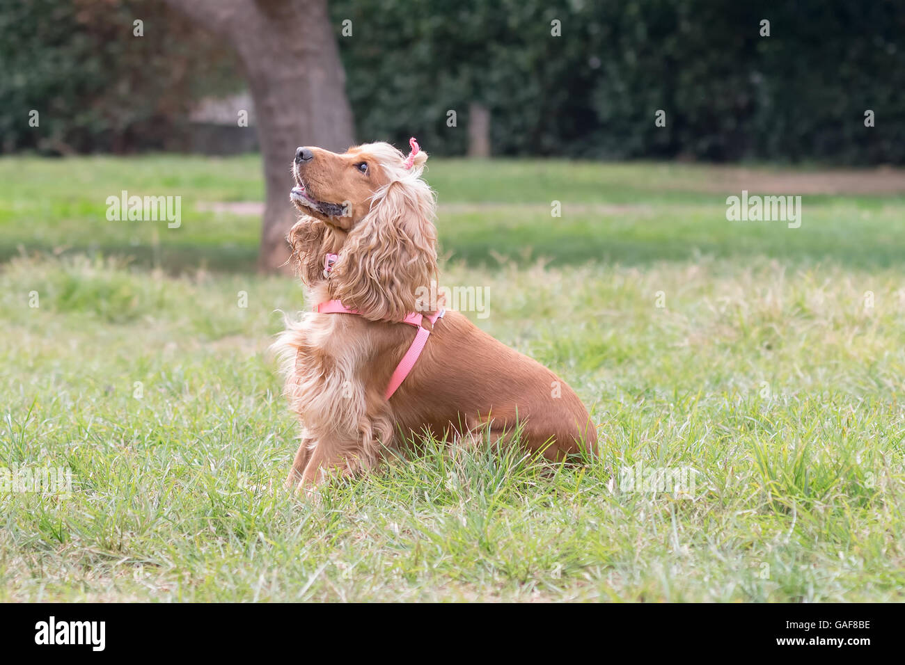 Cocker spaniel dog portrait at a park Stock Photo - Alamy