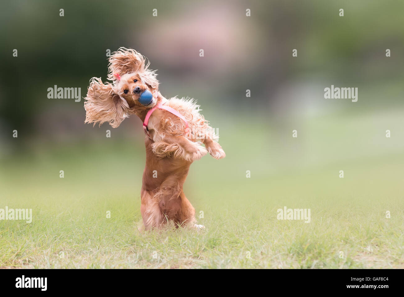 Funny cocker spaniel hi-res stock photography and images - Alamy
