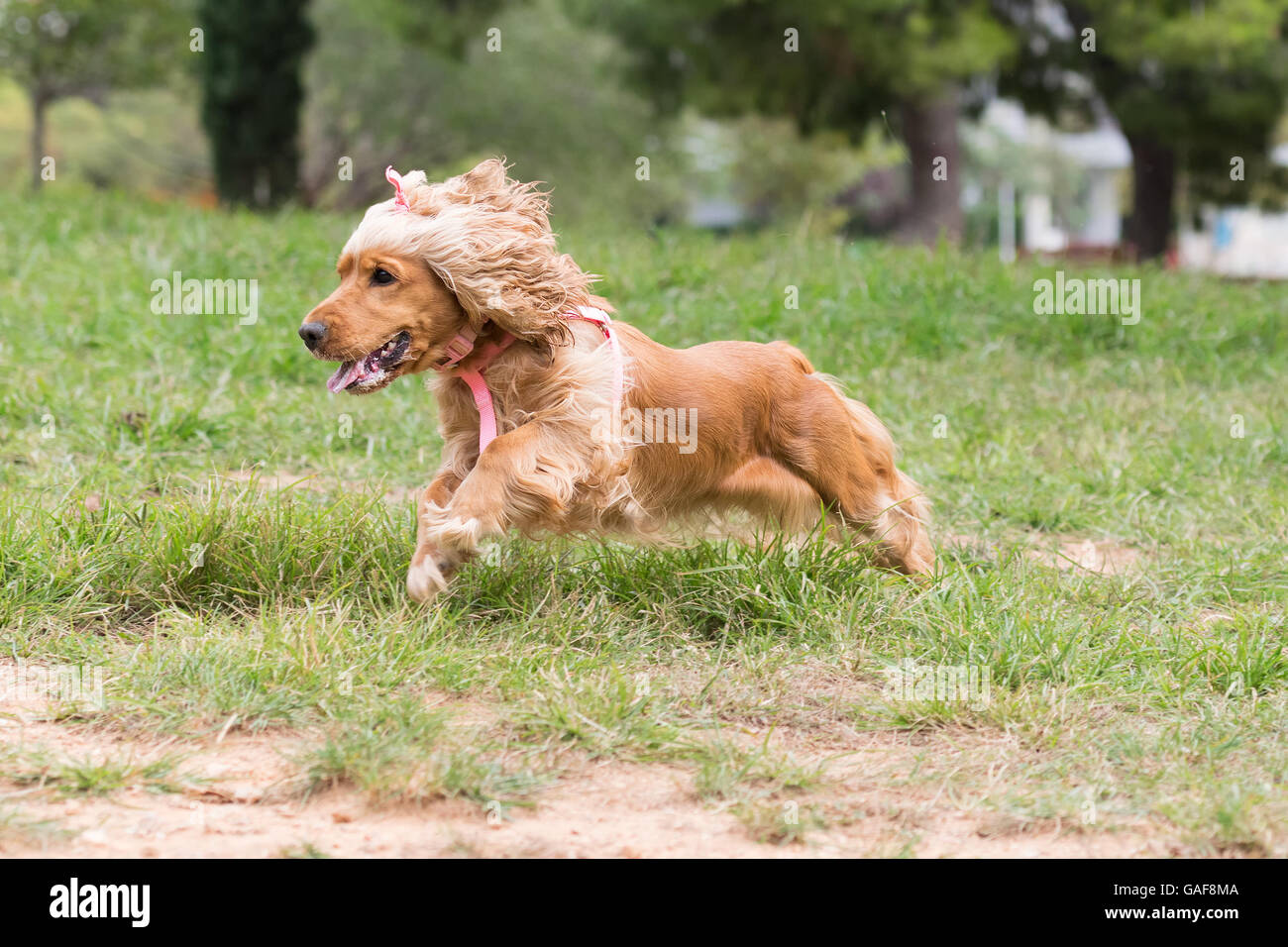 Dog running spaniel hi-res stock photography and images - Alamy