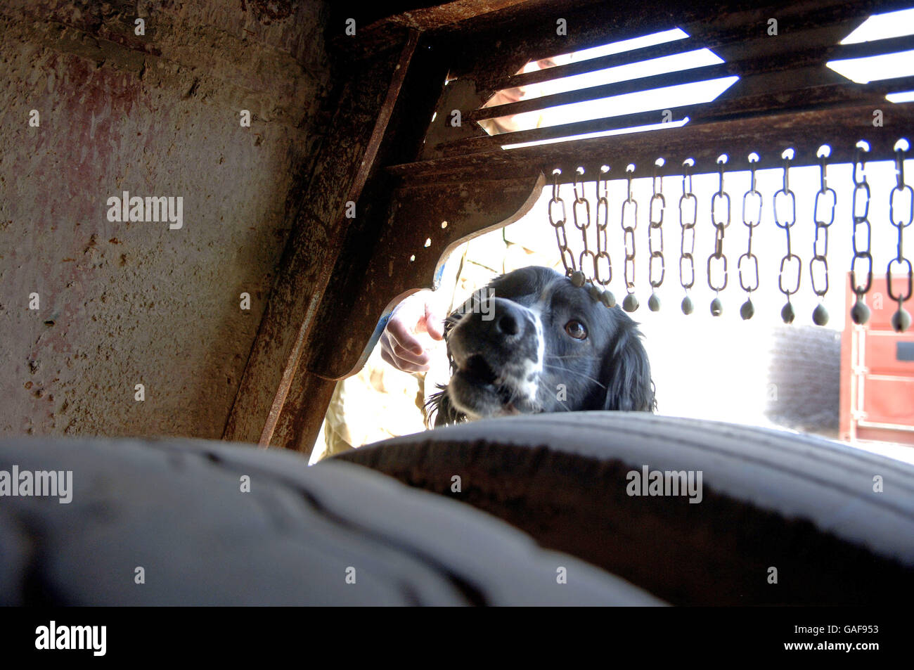 Dog sniff wheel arch hi-res stock photography and images - Alamy