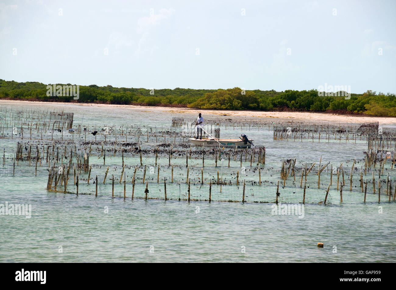 The world's only conch farm on the island of Providenciales in the ...