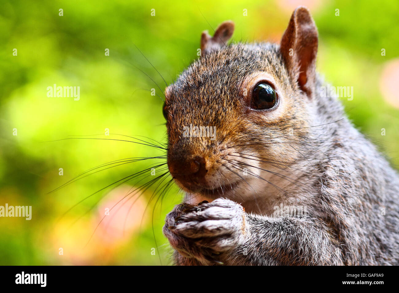 European grey squirrel eating peanuts in parkland (woodland) on a sunny ...