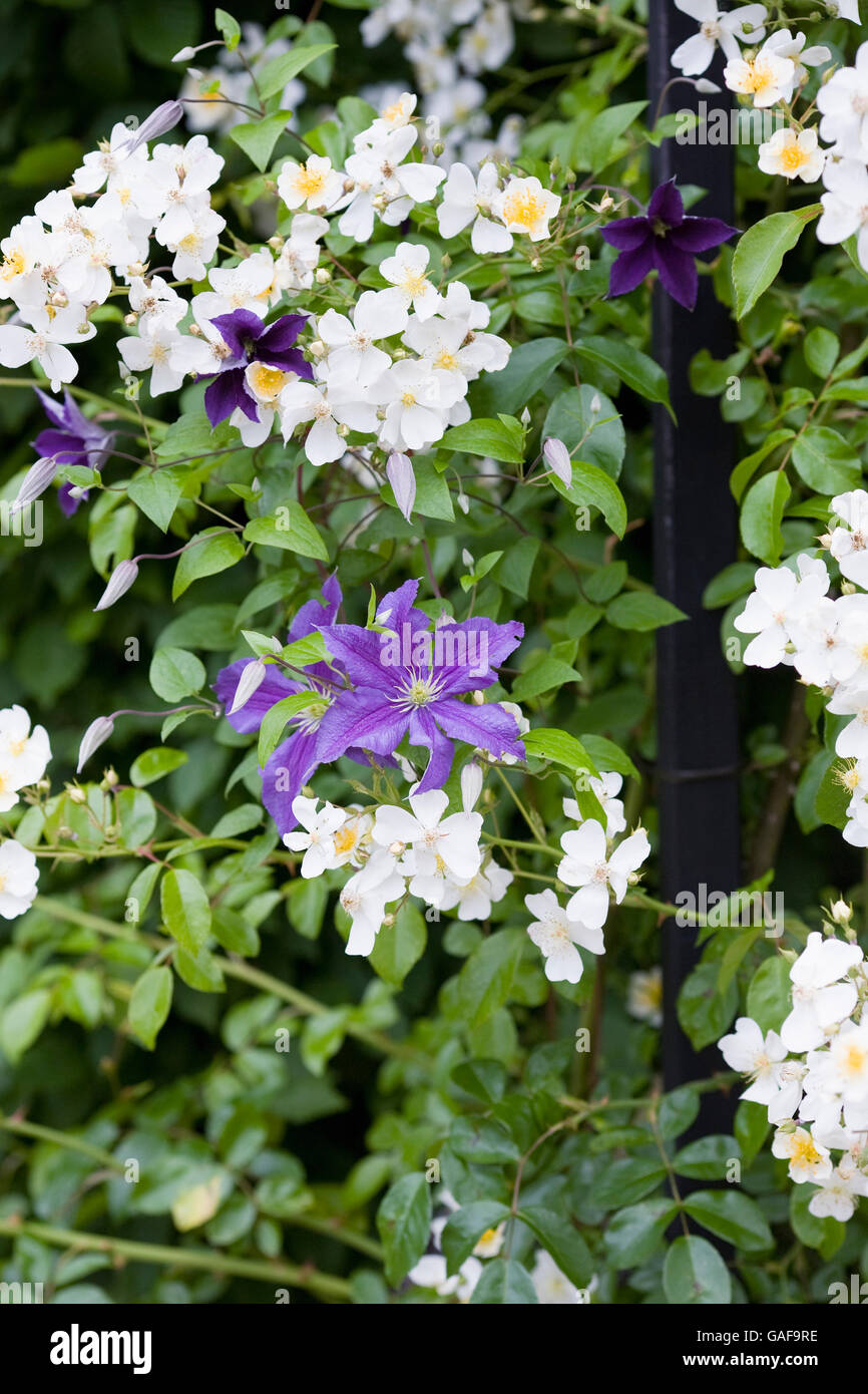 Clematis clematis rose rosa hi-res stock photography and images - Alamy