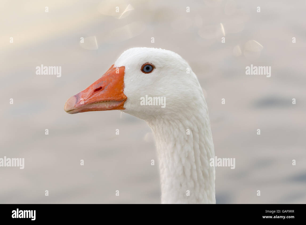 Beautiful goose hi-res stock photography and images - Alamy