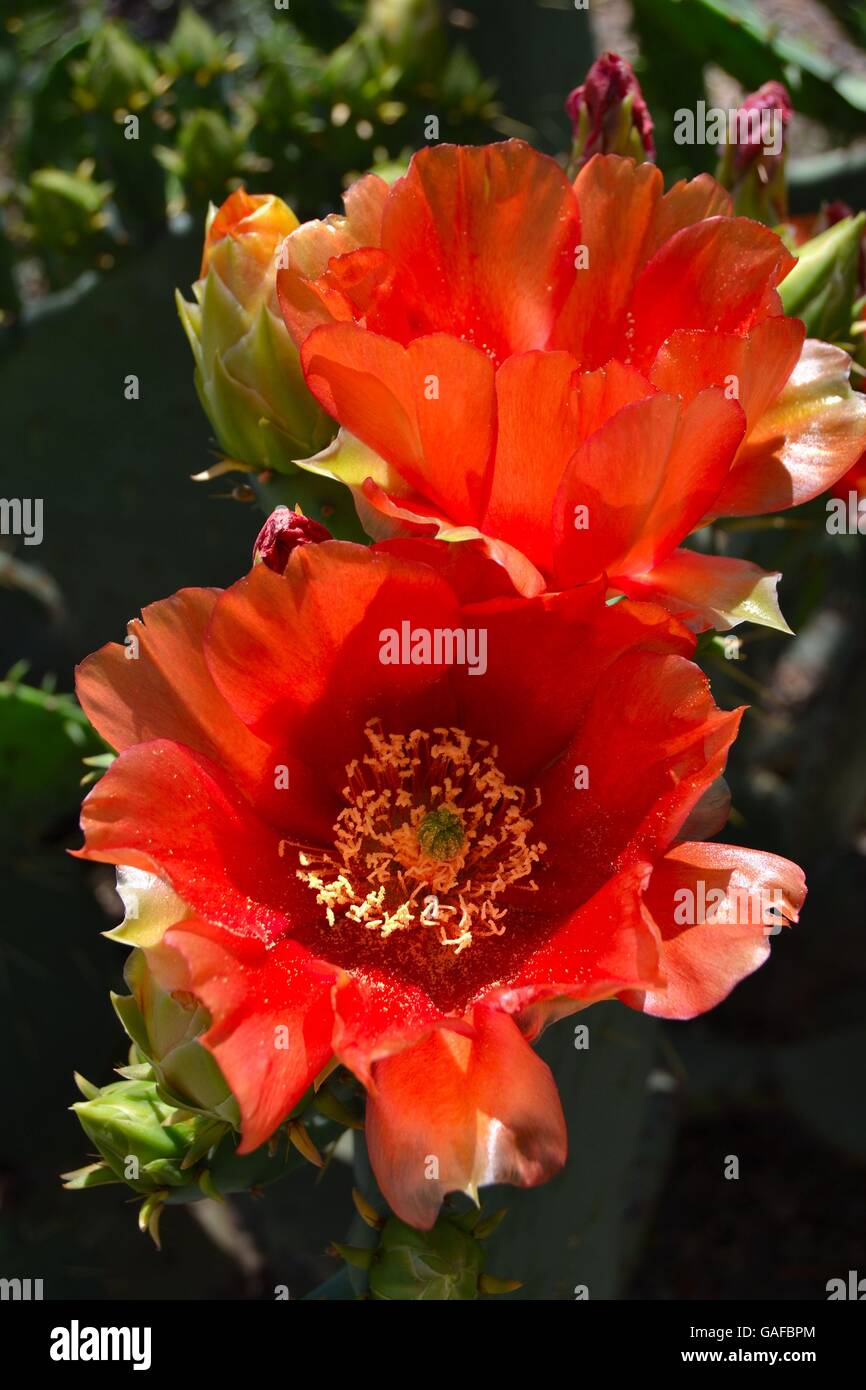 Cactus Red Flowers Bloom Stock Photo - Alamy