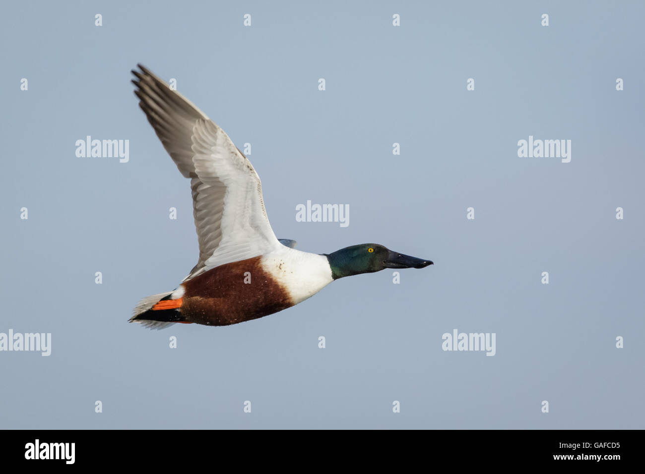 Shoveler Flying High Resolution Stock Photography and Images - Alamy