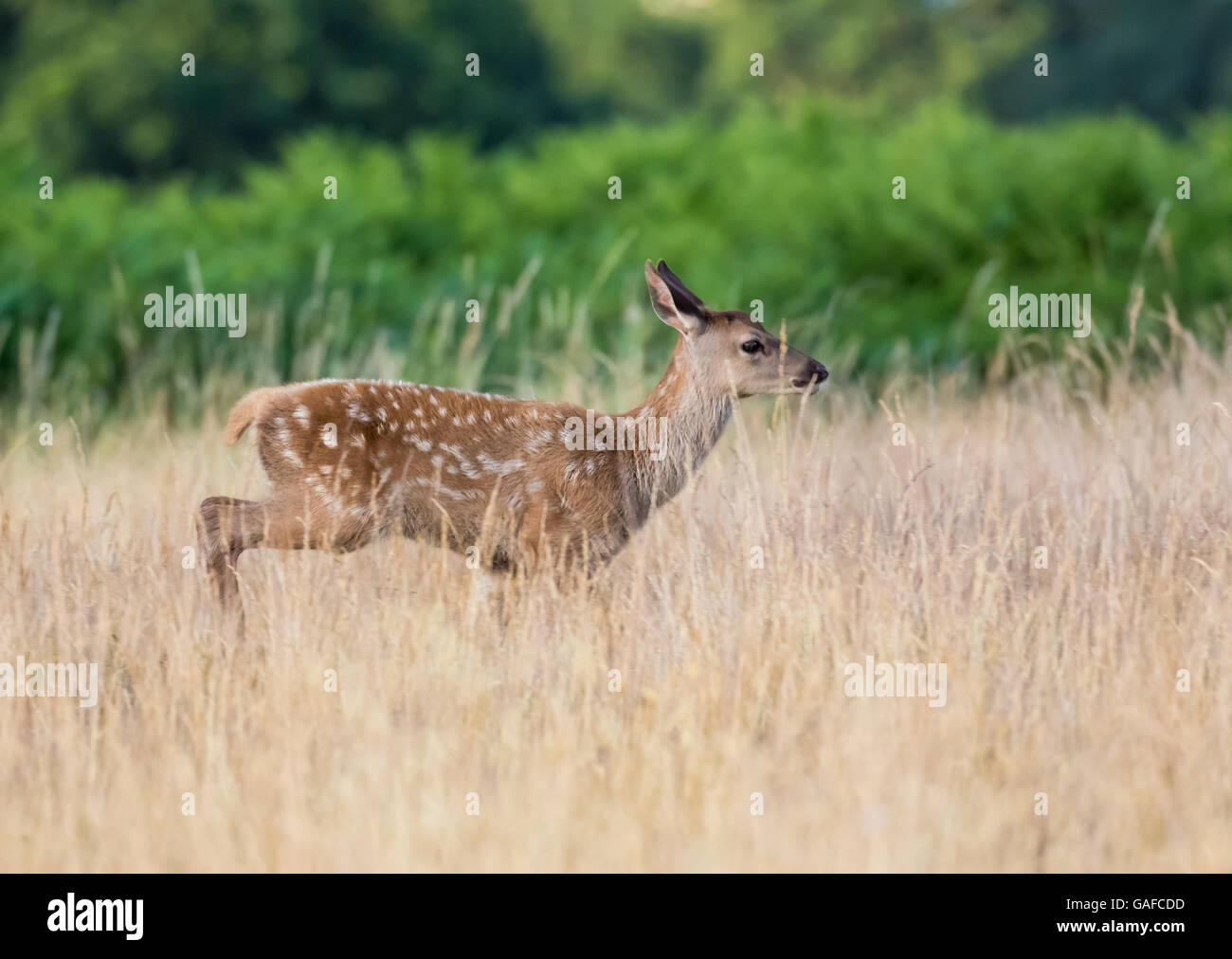 Calf fleeing through hi-res stock photography and images - Alamy
