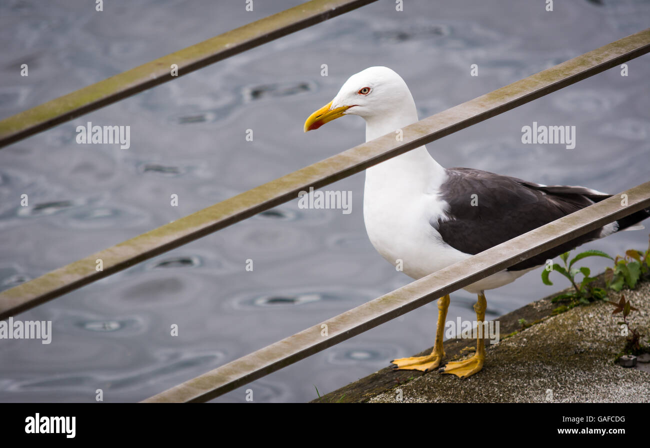 Seagull feet hi-res stock photography and images - Alamy