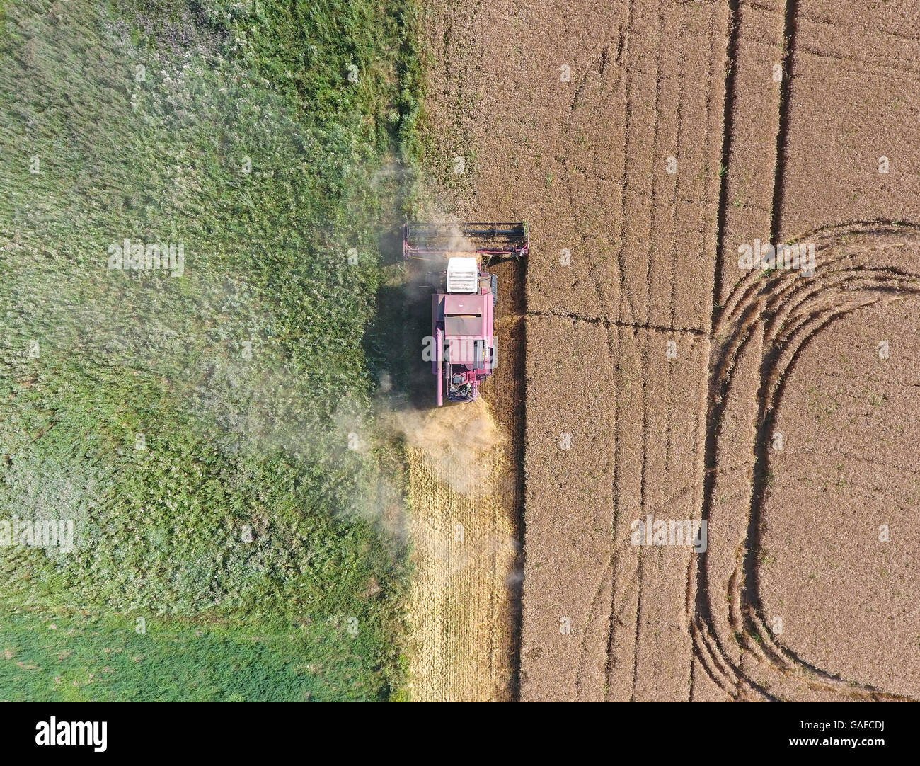 Cleaning wheat harvester. Ripe wheat harvester mowed and straw easily ...