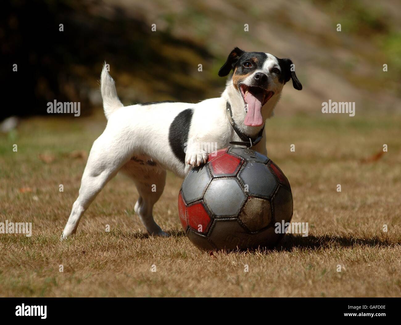 Jack Russell terrier Stock Photo - Alamy