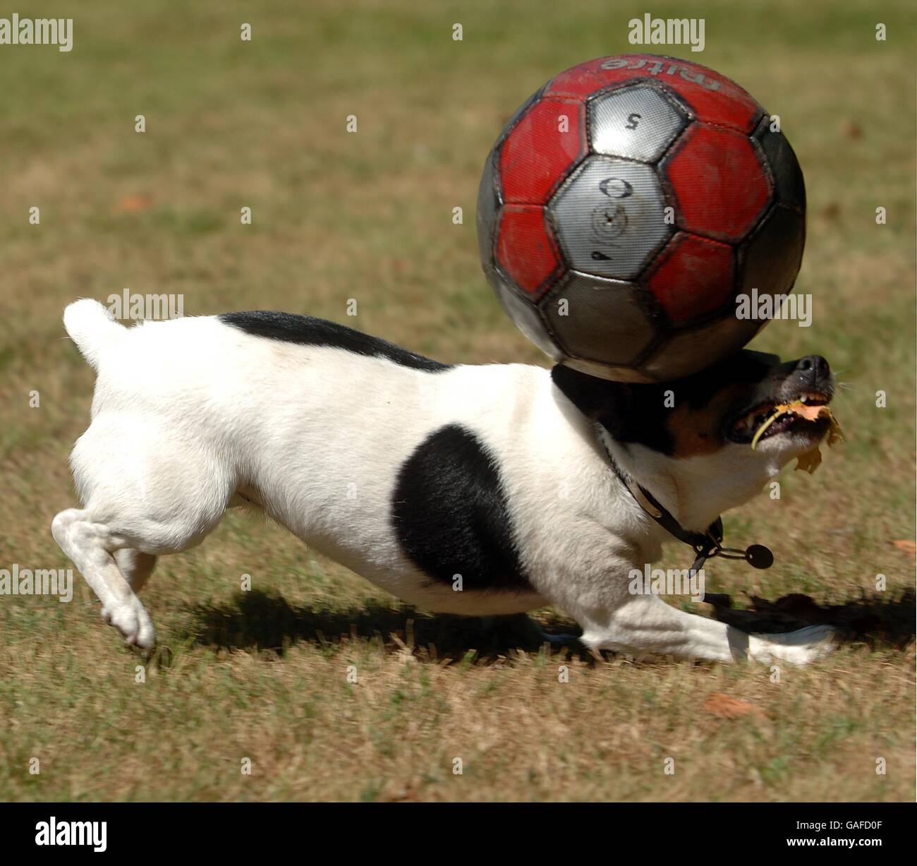Ball control as demonstrated by jack russell terrier hi-res stock ...