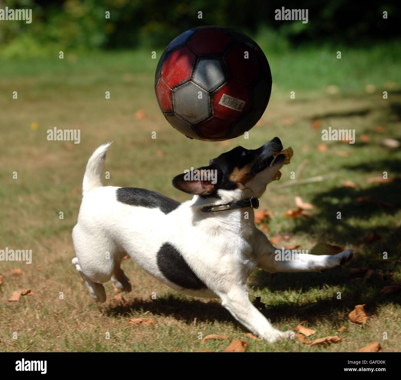 Ball control as demonstrated by jack russell terrier hi-res stock ...