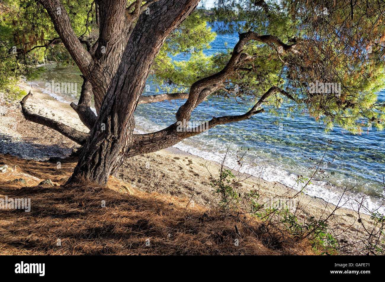 The forest meets the sea in Sithonia, Chalkidiki, Greece Stock Photo ...