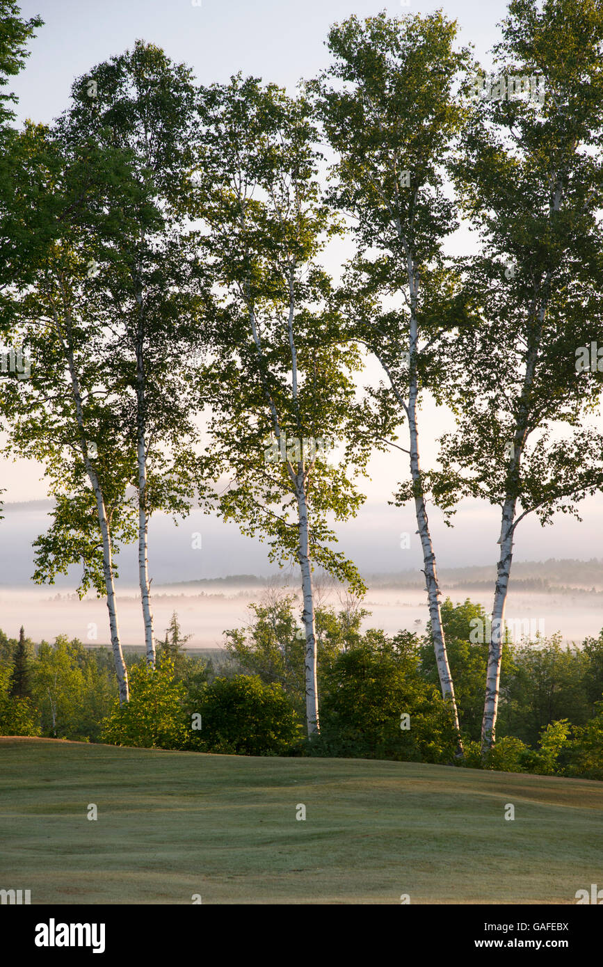 Paper Birch Trees in northern New Hampshire White Mountain region ...