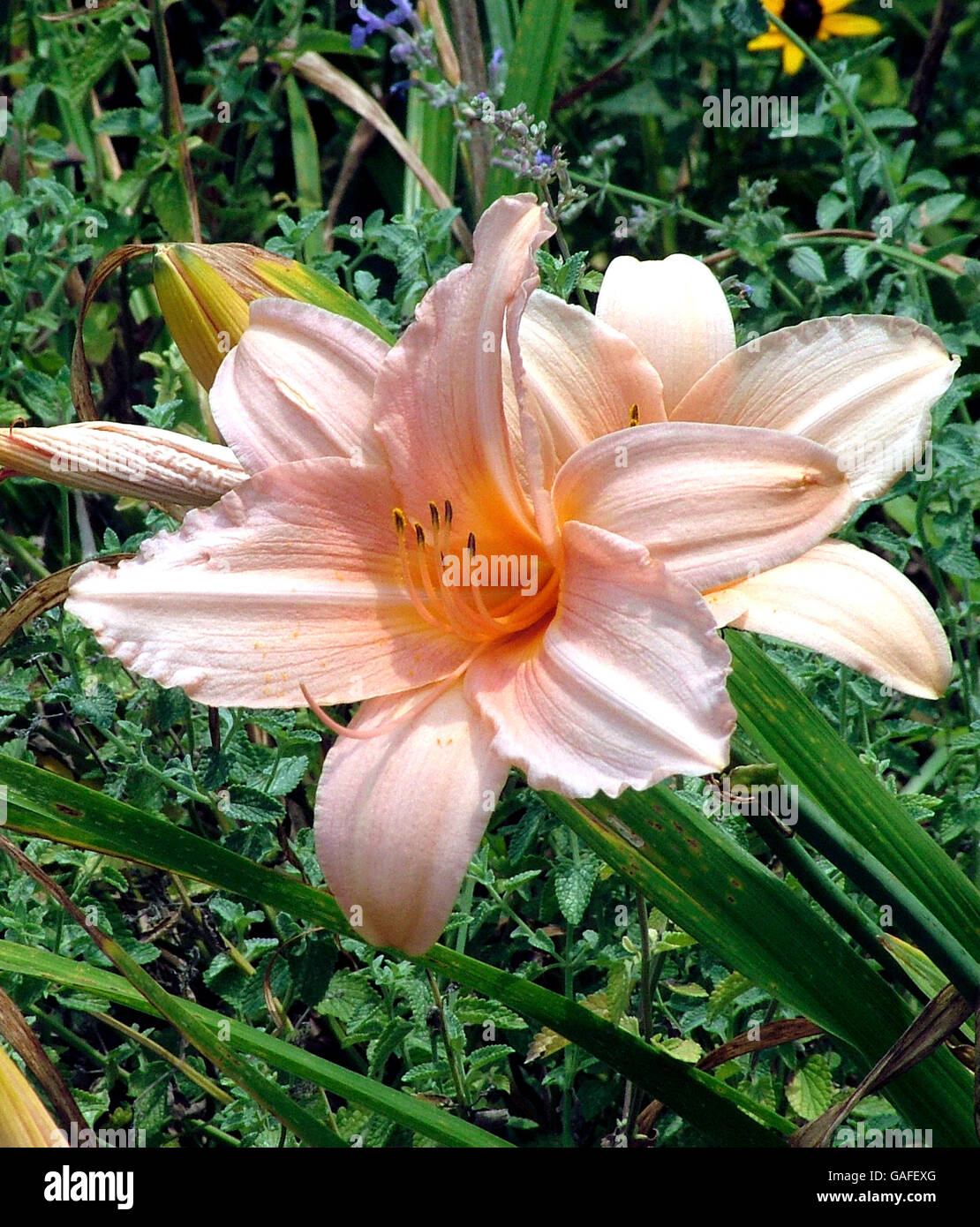 Day lilly hi-res stock photography and images - Alamy