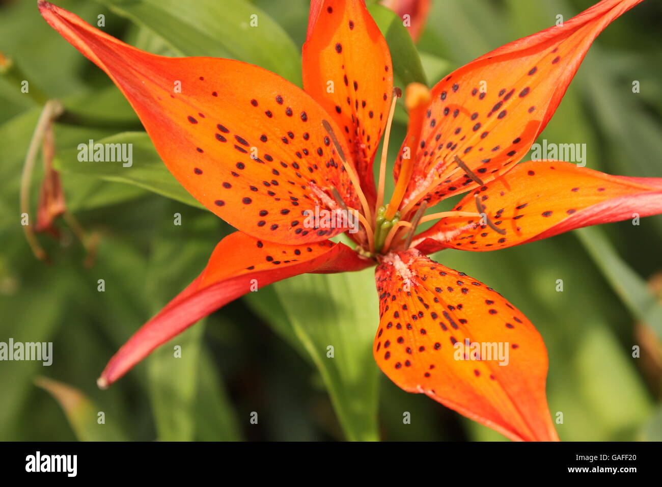 Orange wildflowers hi-res stock photography and images - Alamy