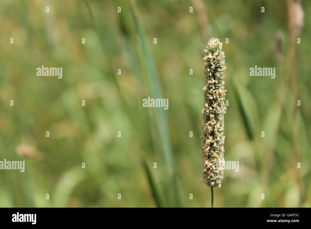 Furry plant hi-res stock photography and images - Alamy