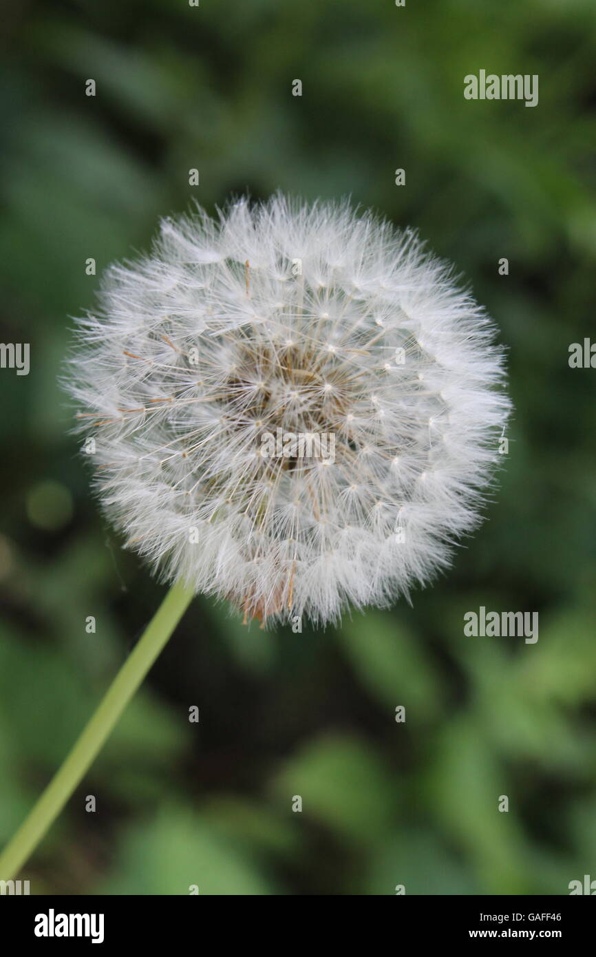 A dead dandelion at the Morton Arboretum in Lisle, Illinois, USA Stock ...