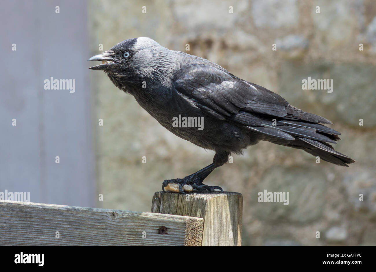 Coleus monedula flying hi-res stock photography and images - Alamy