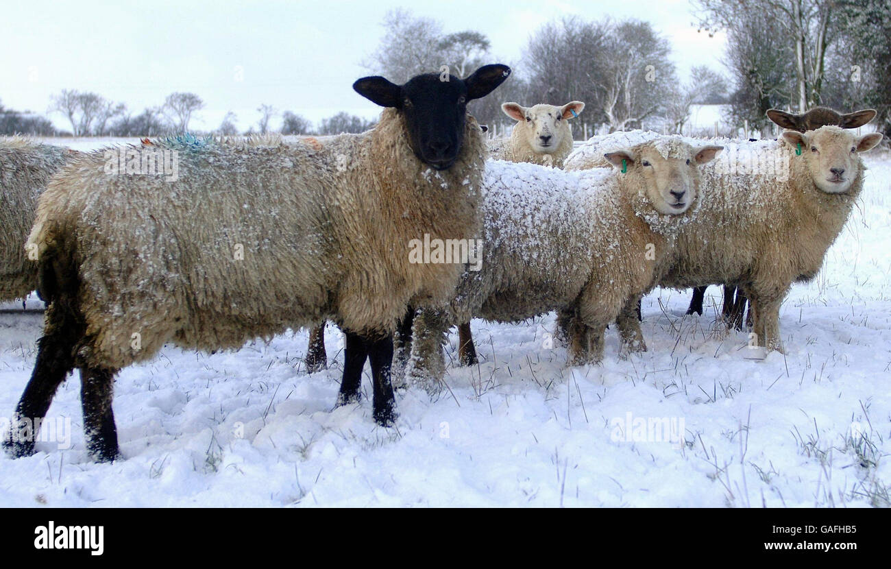Sheep covered in snow at thornton le dale hi-res stock photography and ...