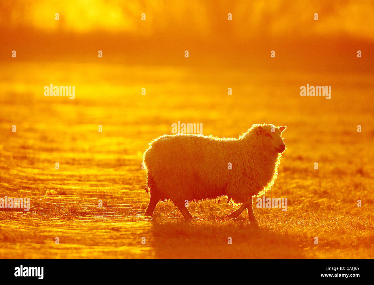 Sheep lamb farm animal sunset mood dusk nightfall evening stck hi-res ...