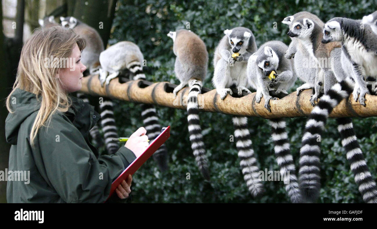 Chloe Inskip starts the annual stock take with the ring-tailed lemurs ...