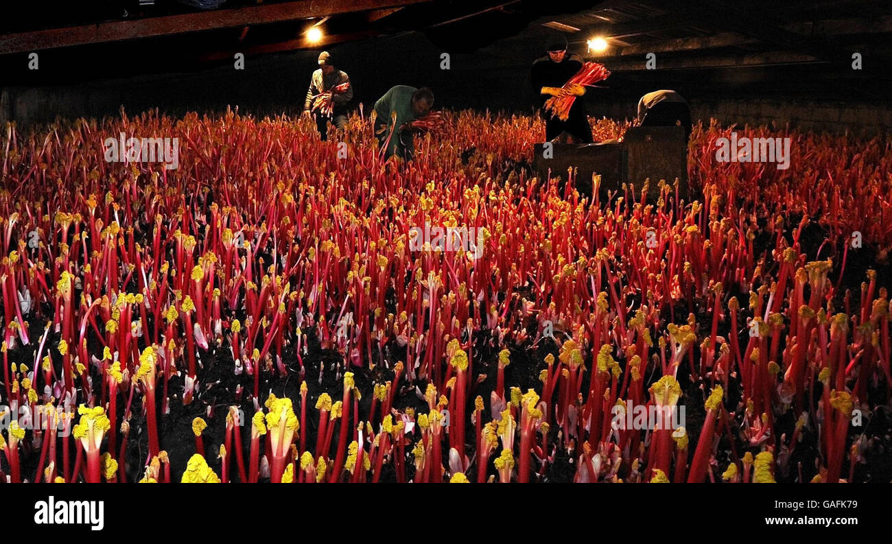 A traditional rhubarb farm in Leeds run by the Oldroyd family, one of ...