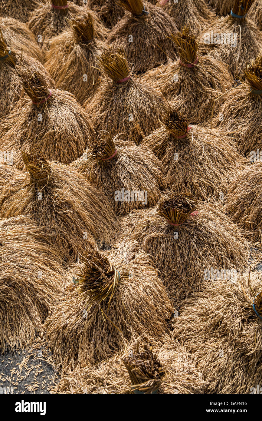 Harvested Rice Stalks - The Ifugao are world famous not only for their ...
