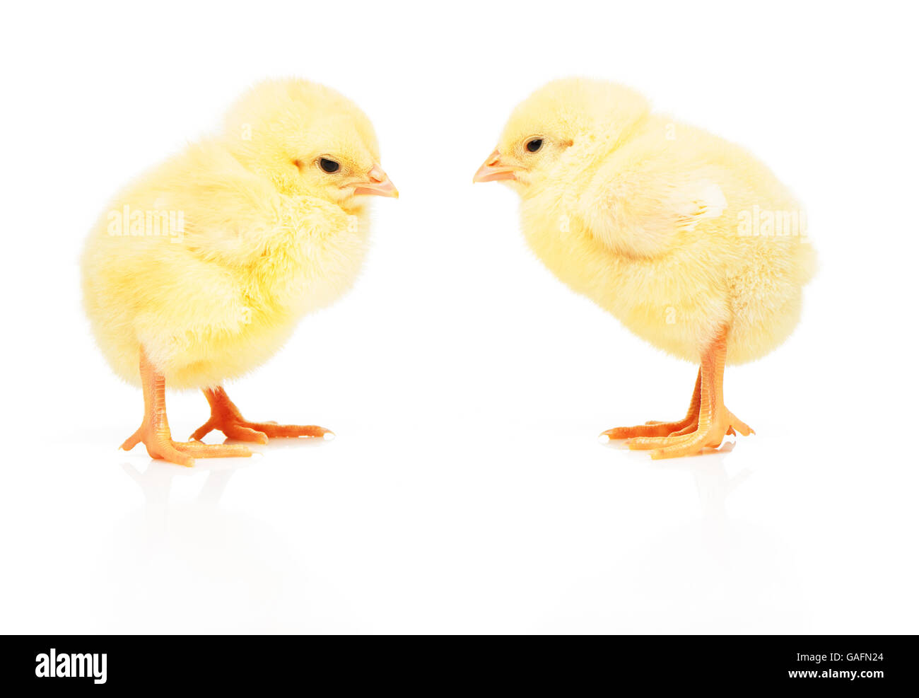 Two small yellow chickens isolated on white background Stock Photo - Alamy