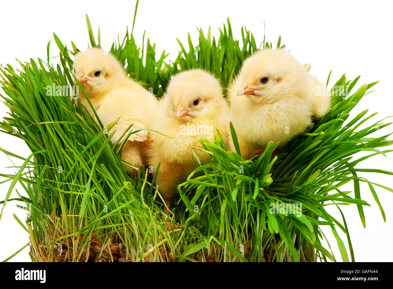 Three small yellow chickens in green grass, isolated on white ...