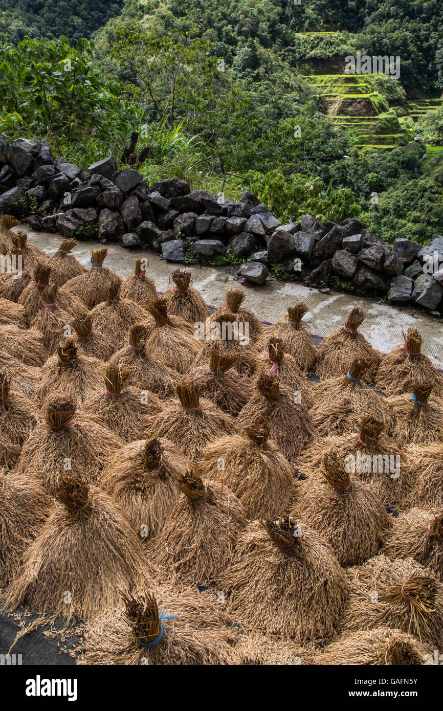 Harvested rice hi-res stock photography and images - Alamy