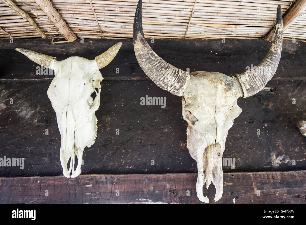 Ifugao Igorot Skull Trophy Changit - For centuries the indigenous ...
