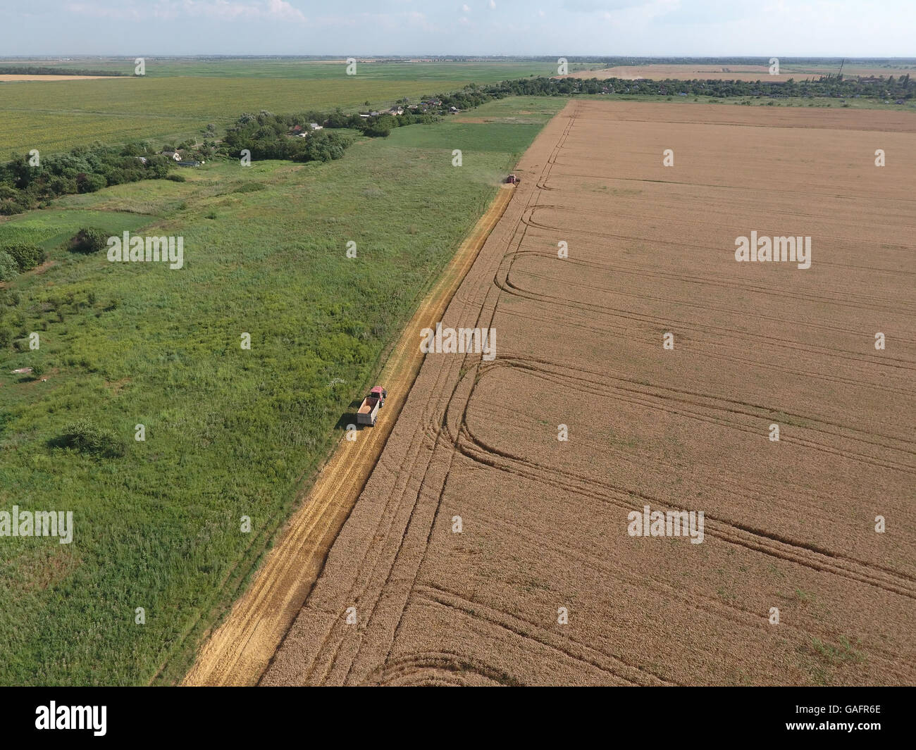 Cleaning wheat harvester. Ripe wheat harvester mowed and straw easily ...