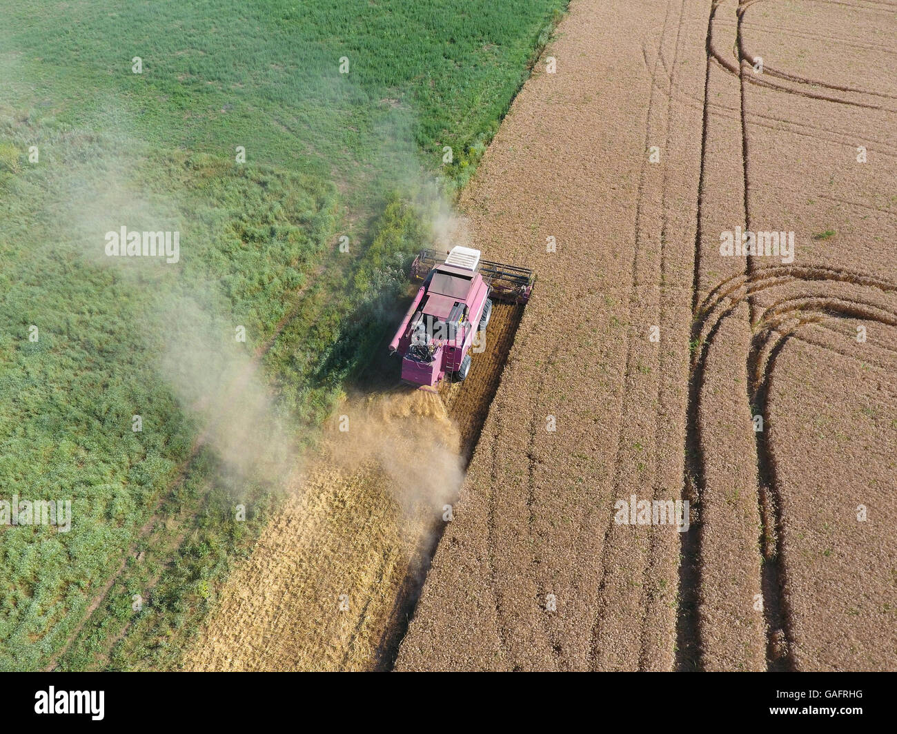 Cleaning wheat harvester. Ripe wheat harvester mowed and straw easily ...