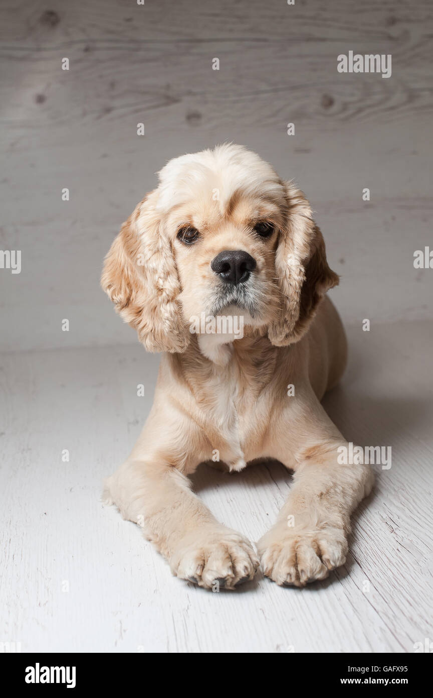 American cocker spaniel lying on light background. Young purebred ...