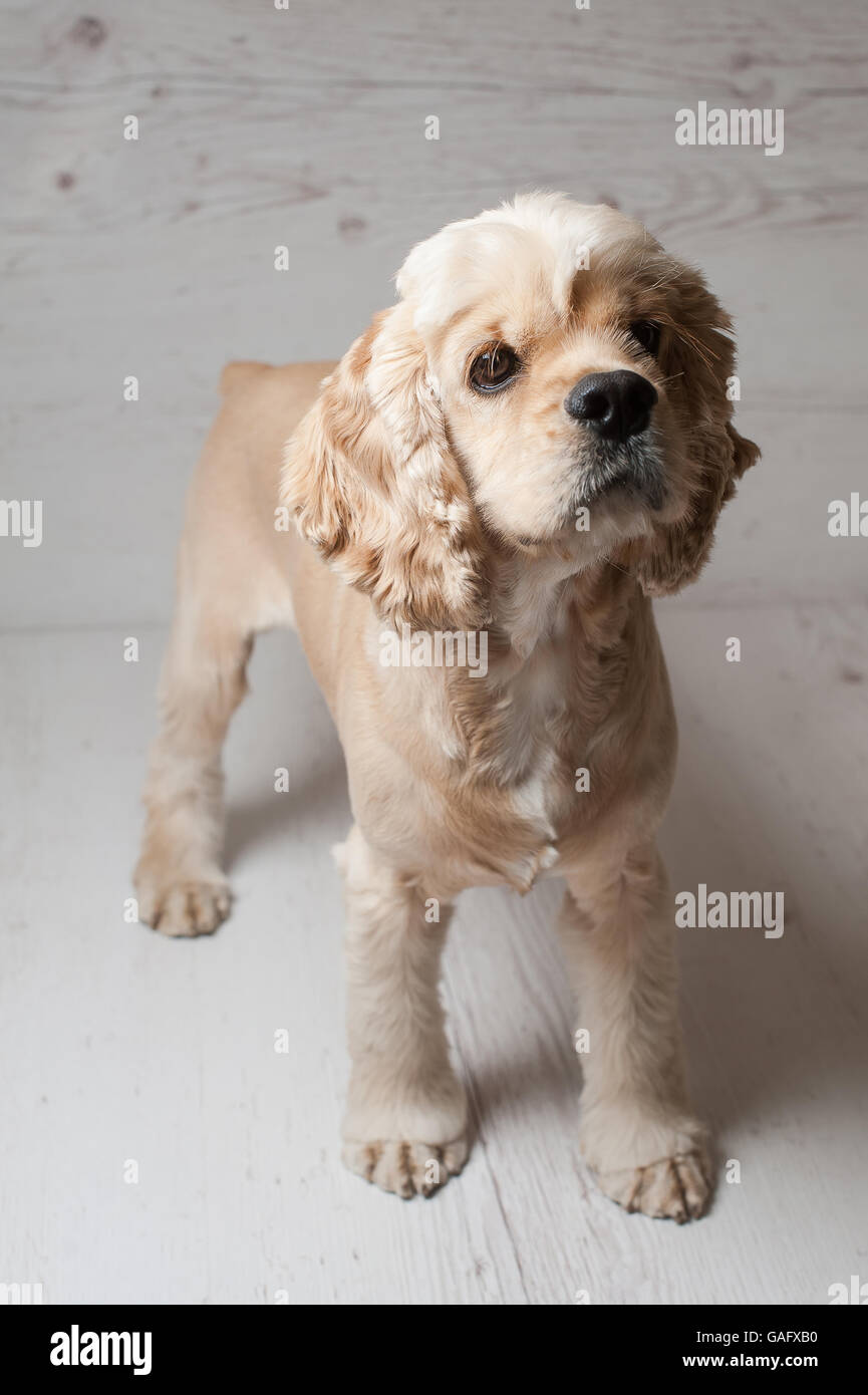 American cocker spaniel standing on light background. Young purebred ...