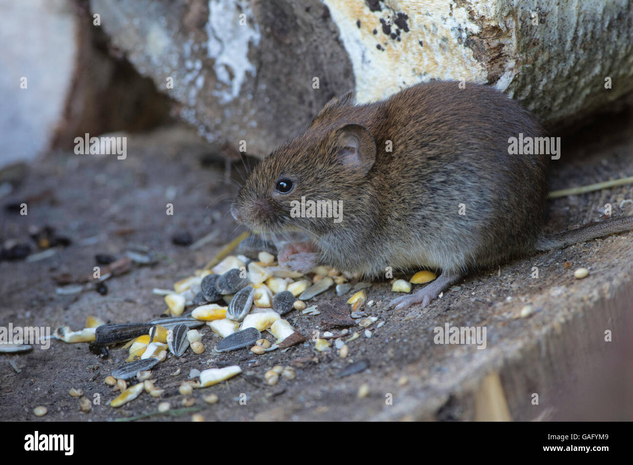 Bank Vole(Clethrionomys glareolus) eating spilt bird seed Stock Photo ...