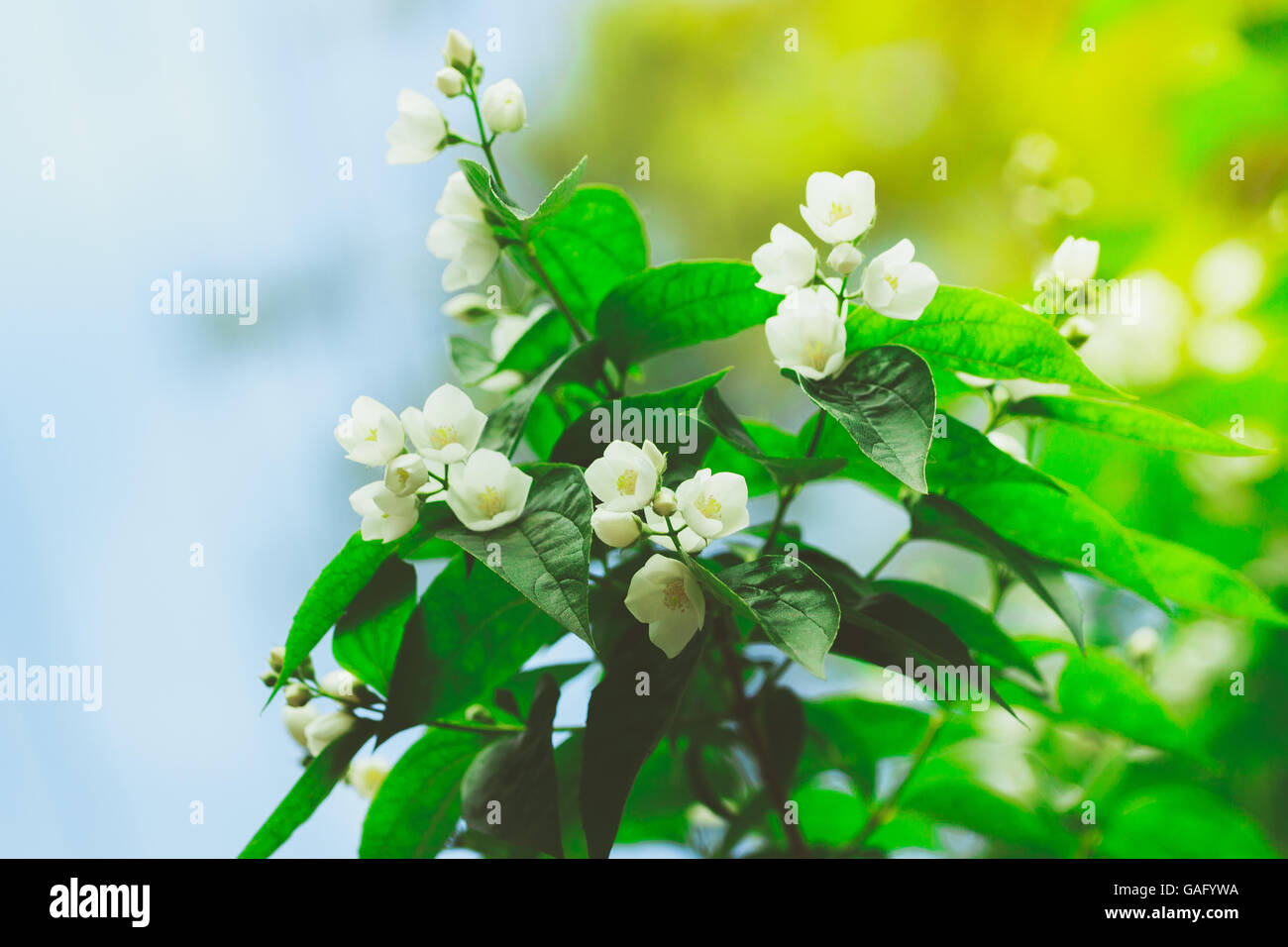 Sunset gleam over white flowers Stock Photo - Alamy