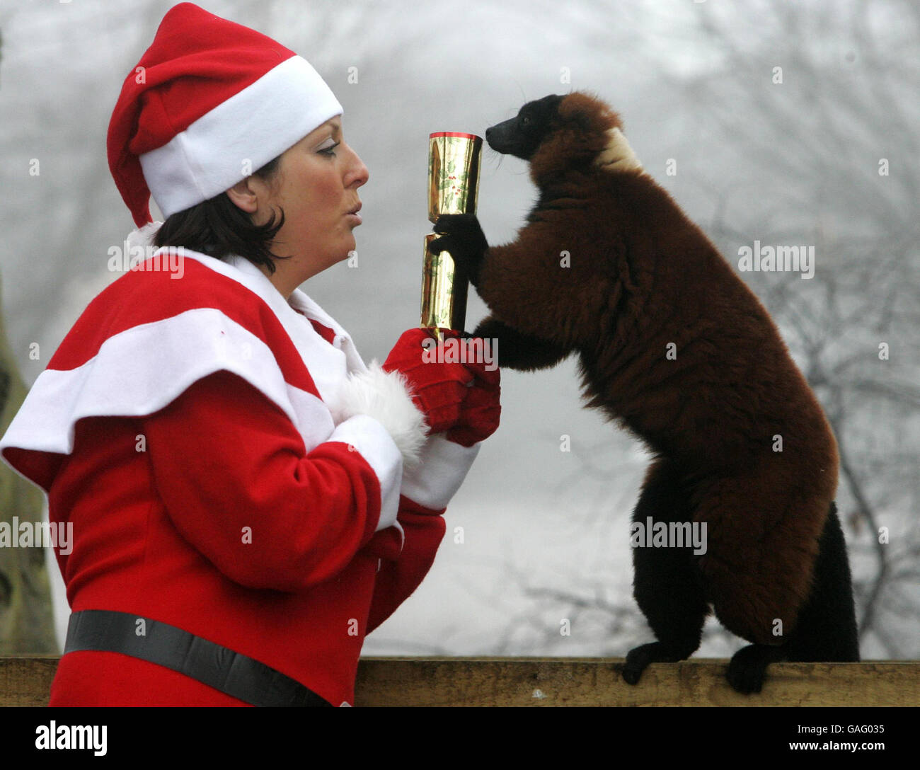 Animal keeper Carolyn Morrison from Blair Drummond Safari Park feeds ...