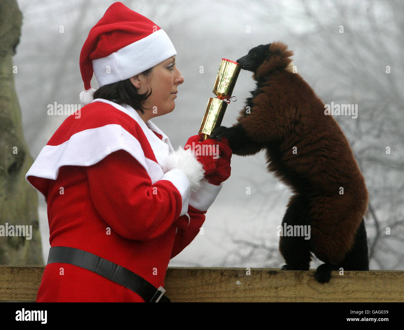 Animal keeper Carolyn Morrison from Blair Drummond Safari Park feeds ...