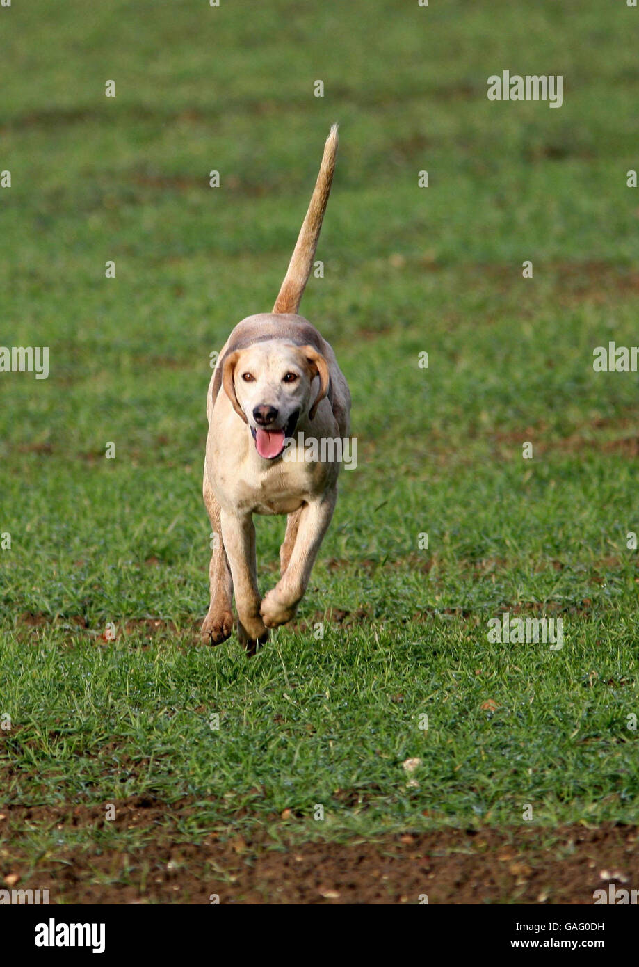 Puckeridge Hunt High Resolution Stock Photography and Images - Alamy