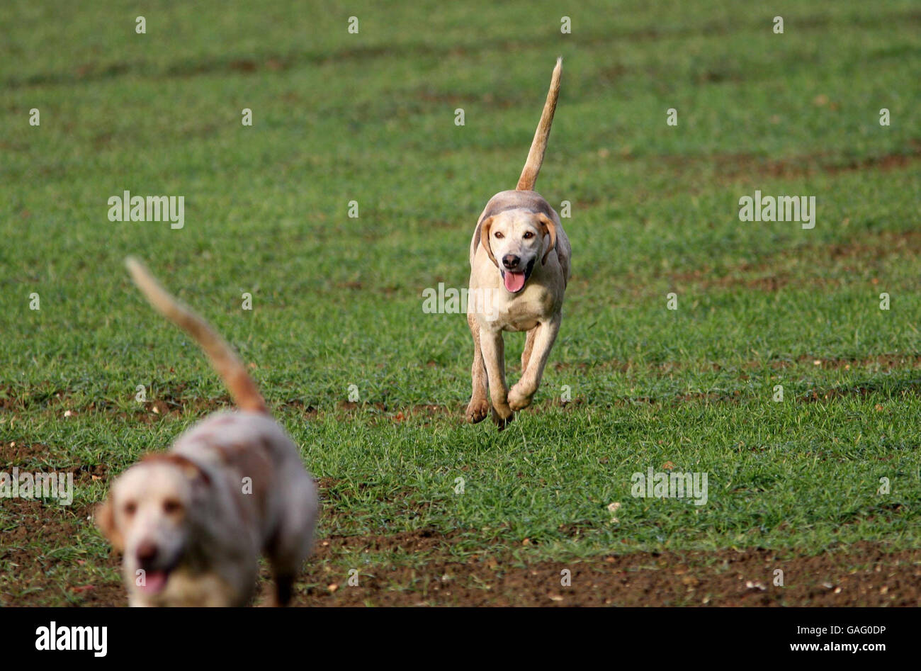 Puckeridge hunt hi-res stock photography and images - Alamy