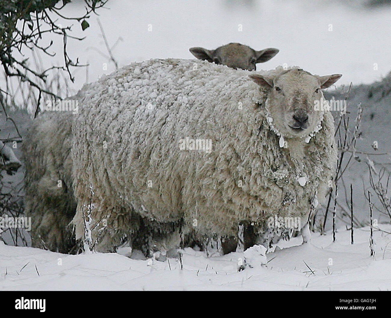 Sheep grazing in deep snow in a field outside dunleer hi-res stock ...