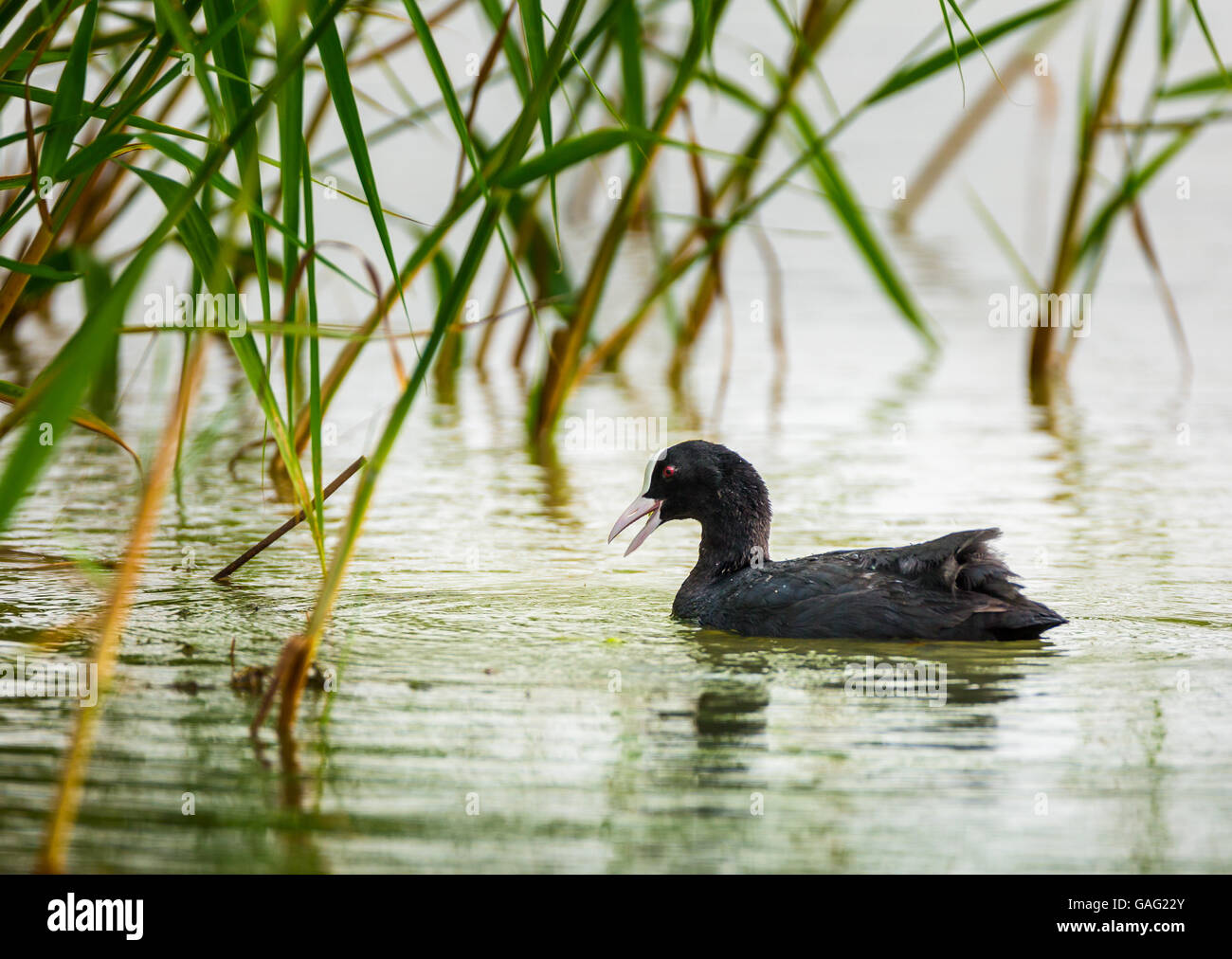 Eurasian coot (Fulica Atra) on water, swimming Stock Photo - Alamy