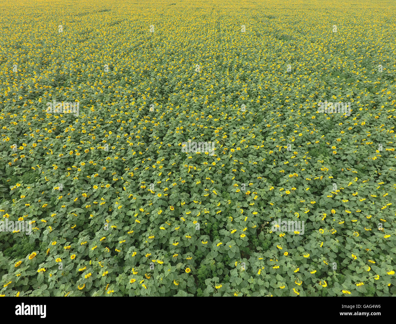 Field of sunflowers. Aerial view of agricultural fields flowering ...