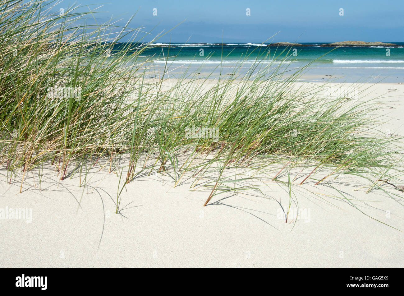 White sandy beach and marram grass at Cliad Bay, Coll, Scotland Stock ...