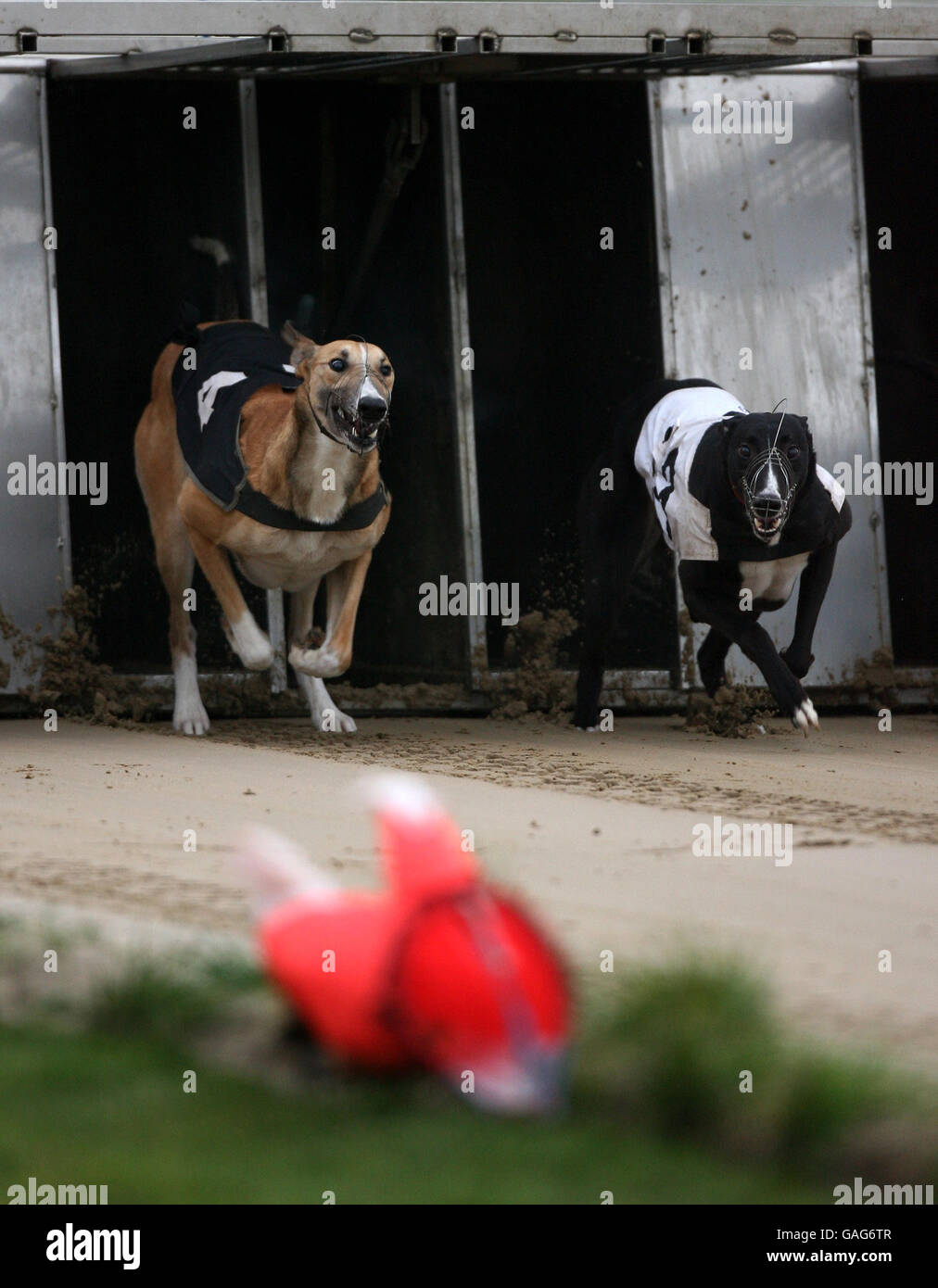 Greyhound Racing - Perry Bar Stock Photo - Alamy