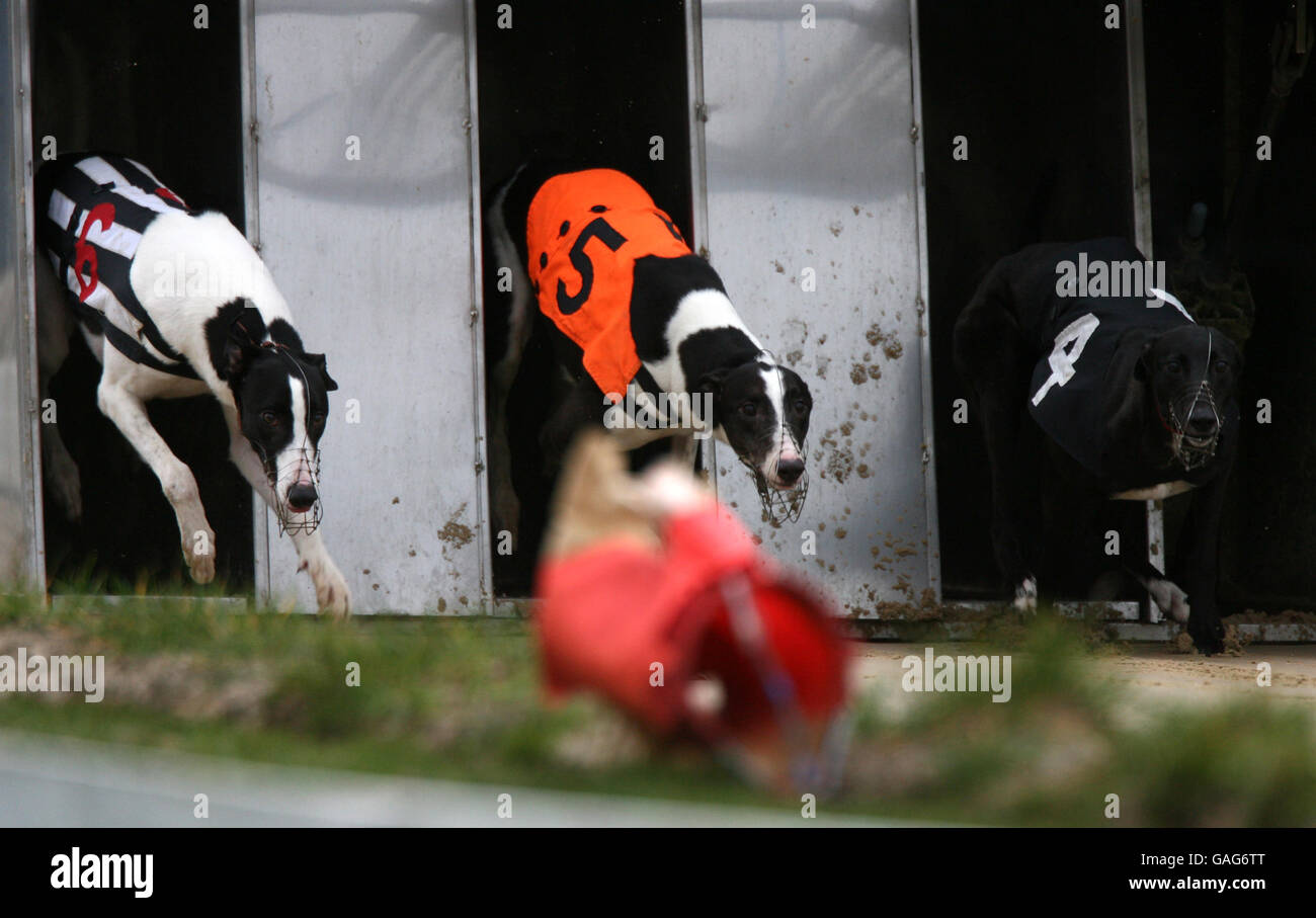 Greyhound Racing - Perry Bar Stock Photo - Alamy