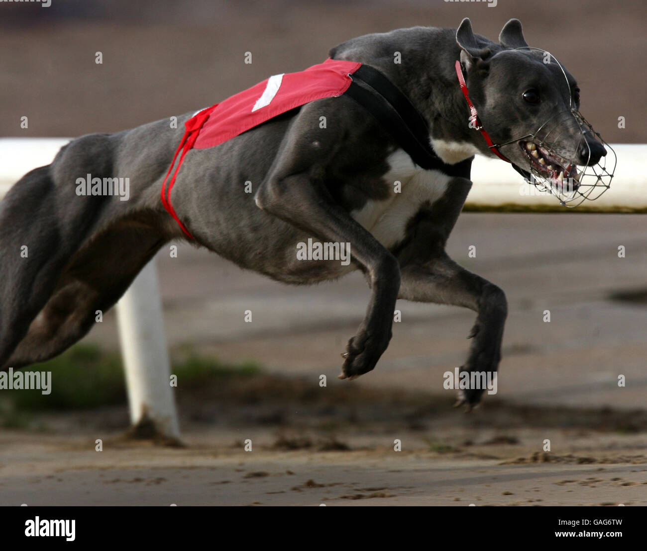 Greyhound Racing - Perry Bar Stock Photo - Alamy