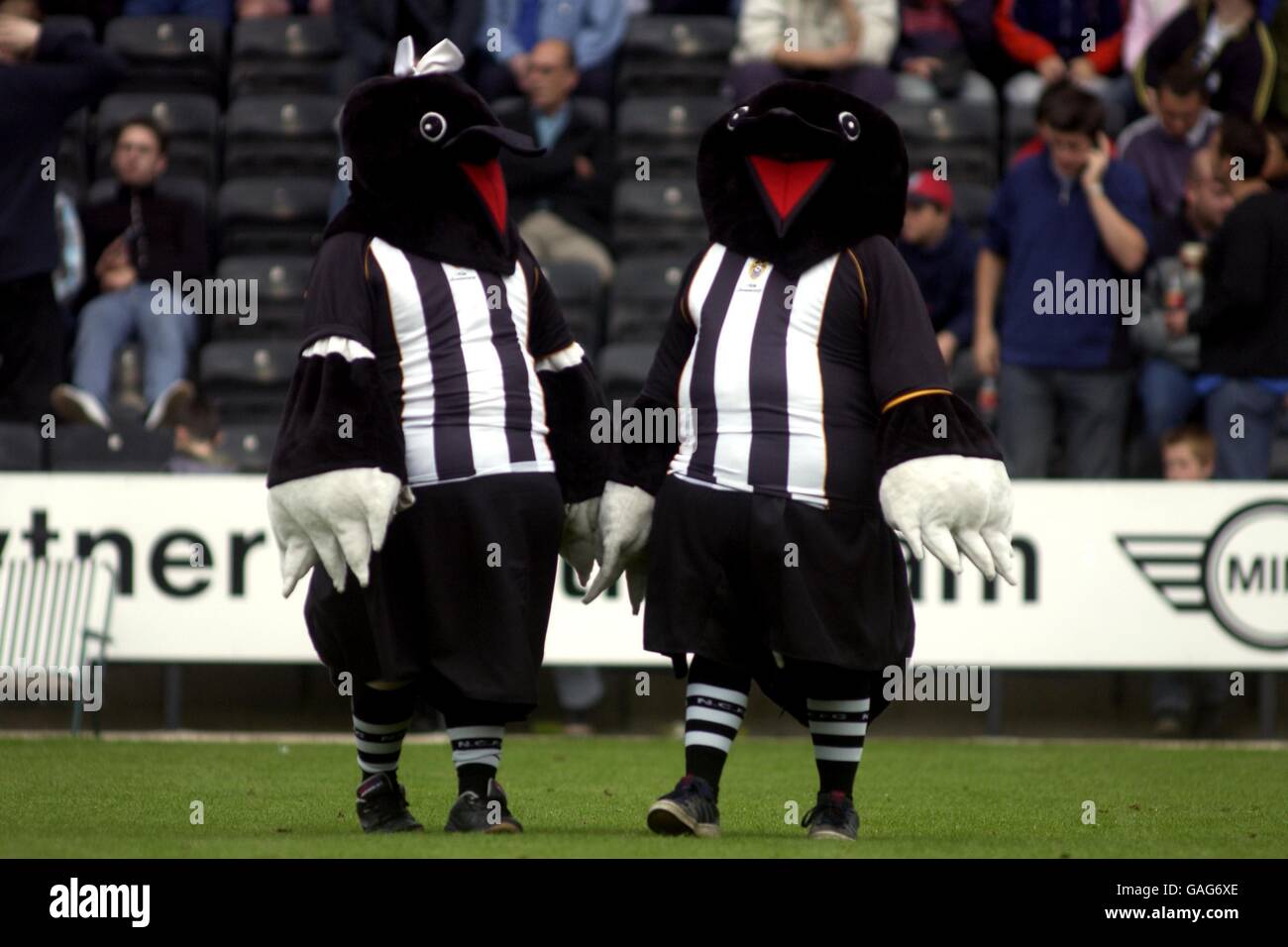 Mrs and mr magpie hi-res stock photography and images - Alamy